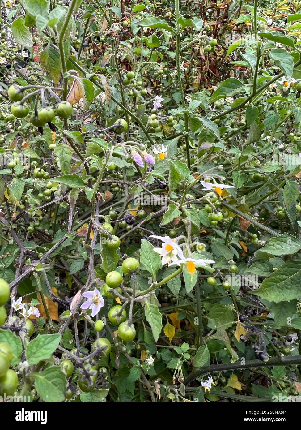 greenspot nightshade (Solanum douglasii Stock Photo - Alamy