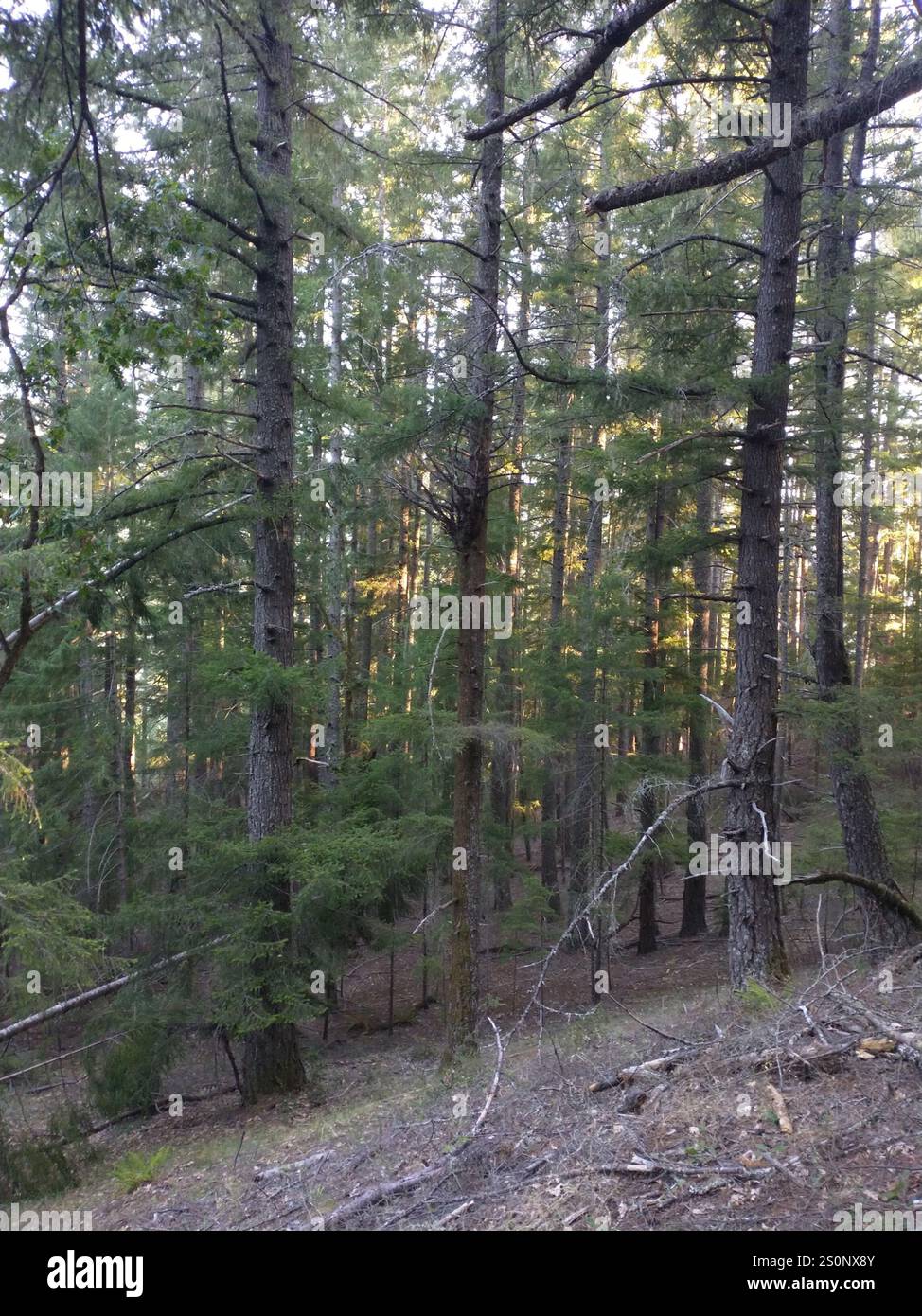 Coast Douglas-fir (Pseudotsuga menziesii menziesii Stock Photo - Alamy