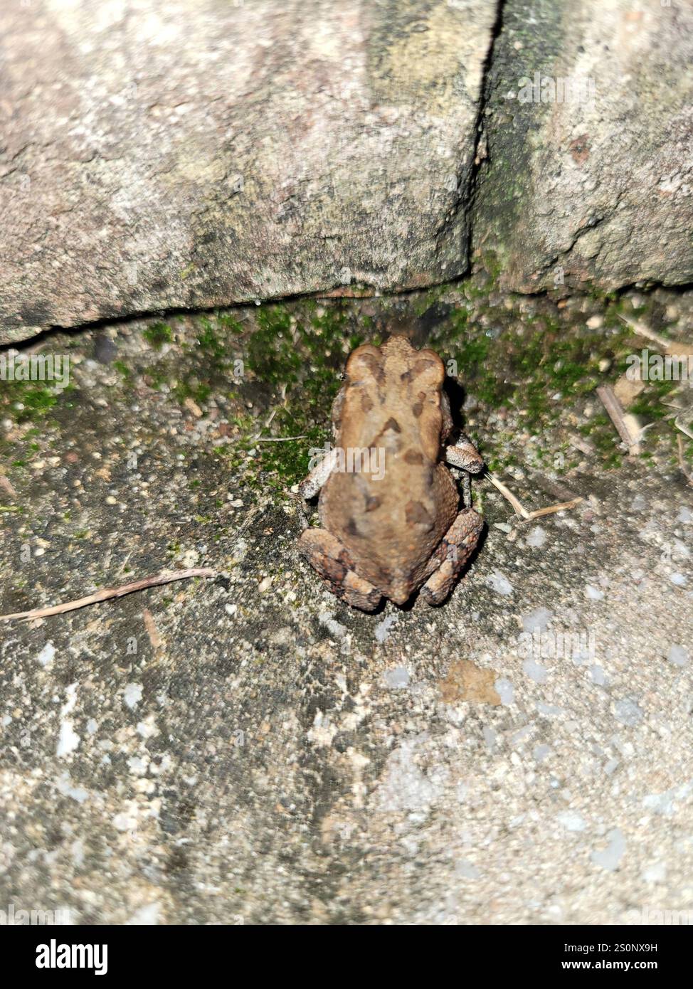 Southern Toad (Anaxyrus terrestris Stock Photo - Alamy