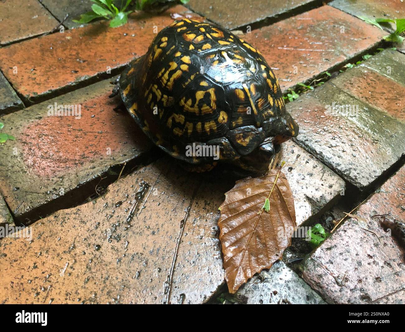 Eastern Box Turtle (Terrapene carolina carolina Stock Photo - Alamy