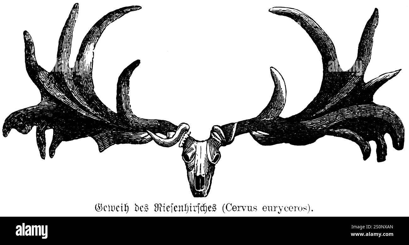 Antlers of a giant deer or elk (Cervus euryceros), historic ...