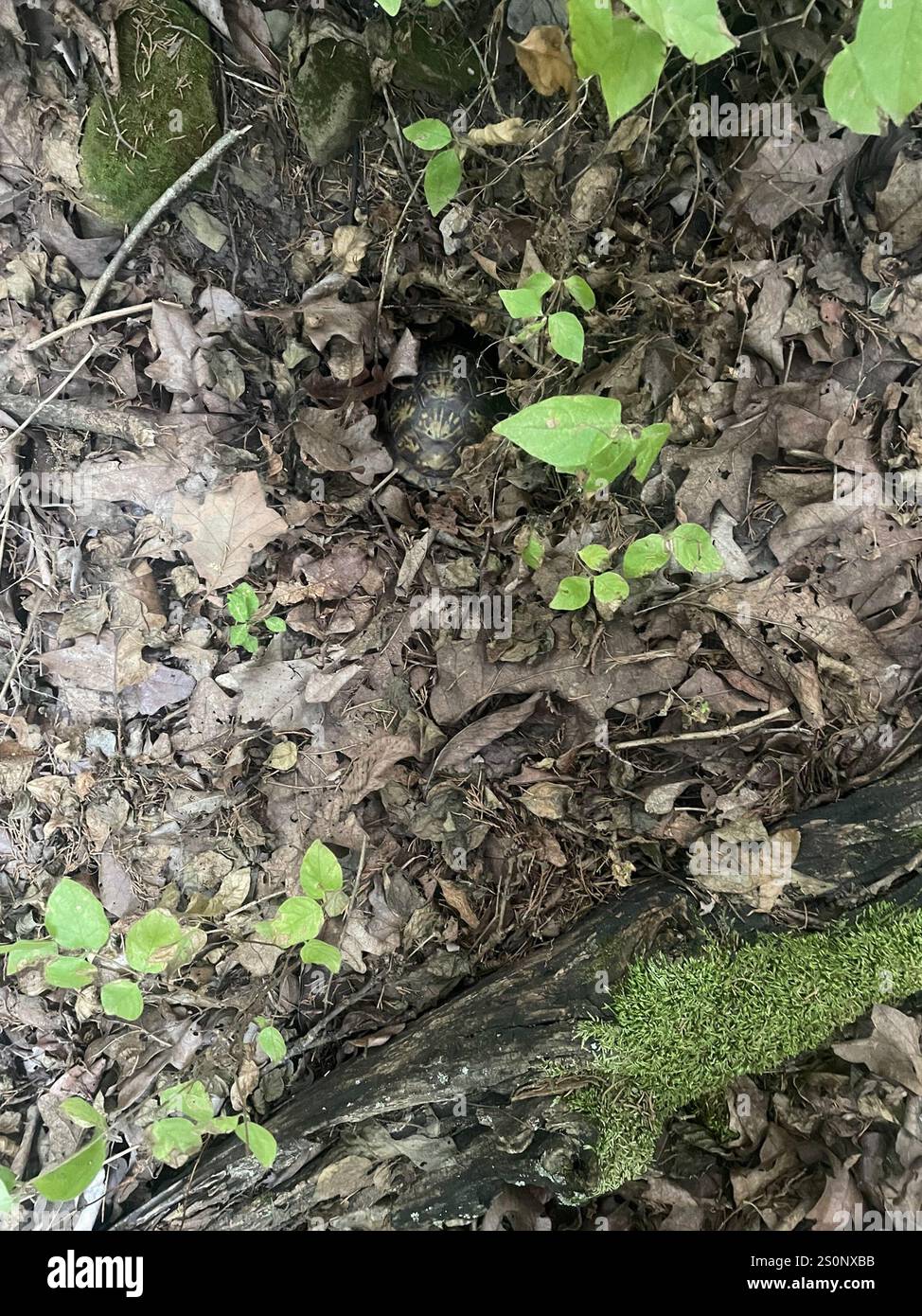 Three-toed Box Turtle (Terrapene triunguis Stock Photo - Alamy