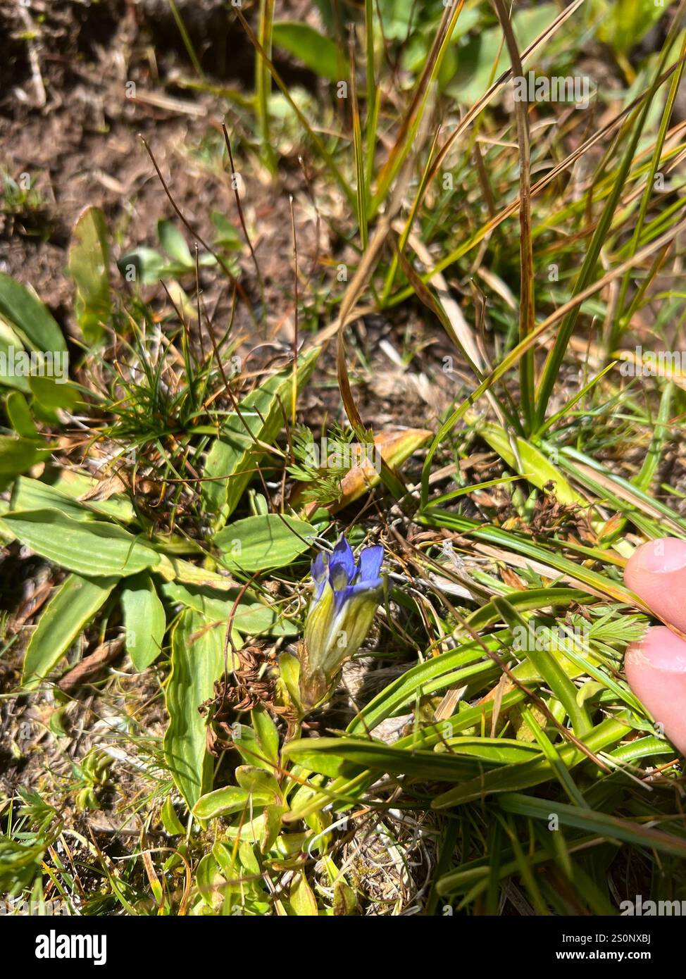 Mountain Bog Gentian (Gentiana calycosa Stock Photo - Alamy