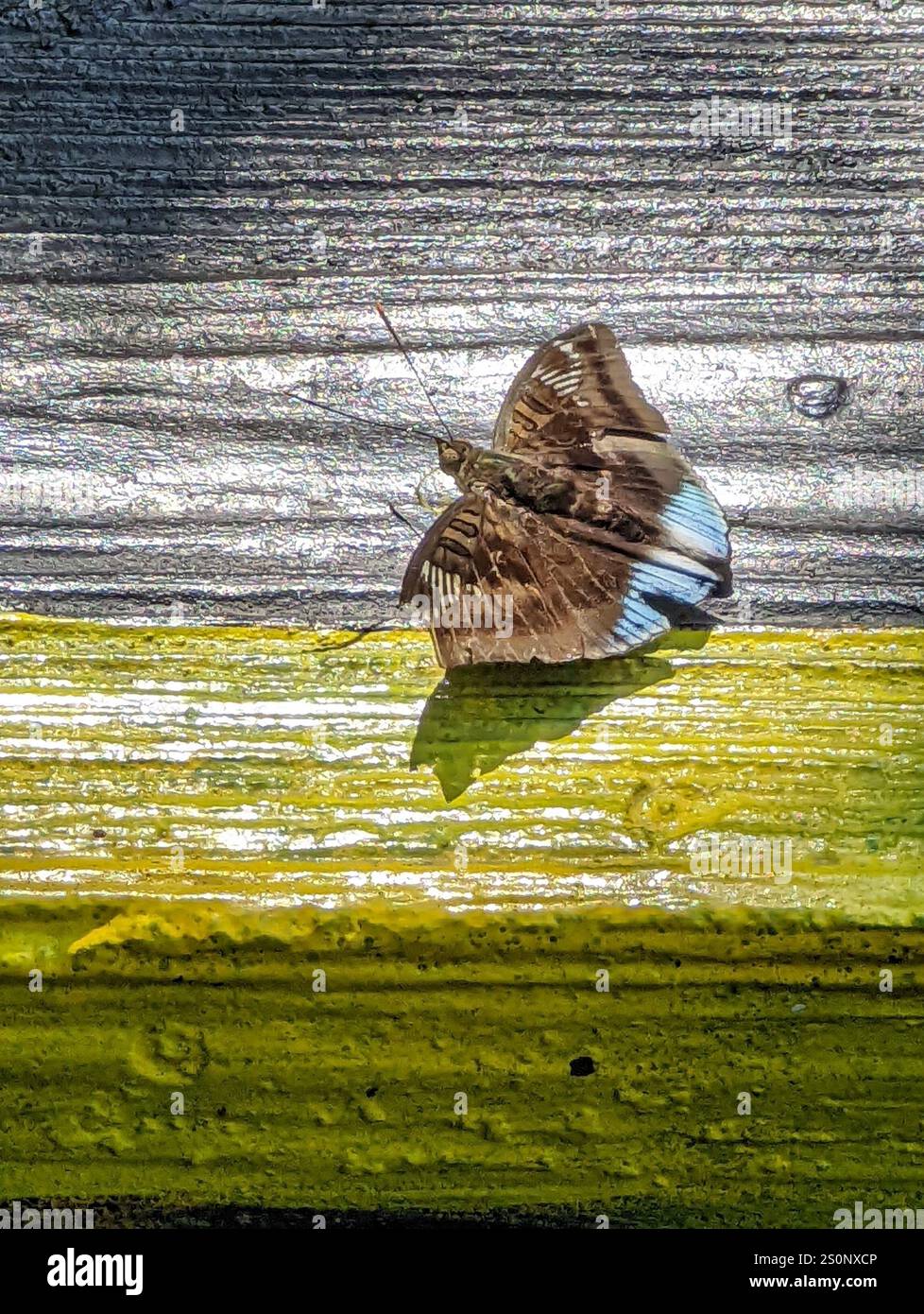 Blue baron hi-res stock photography and images - Alamy