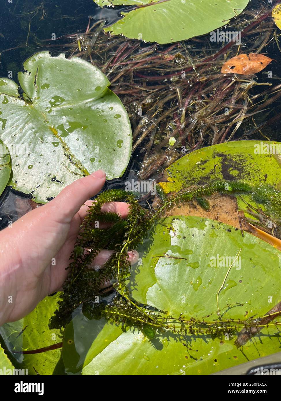 Canadian Waterweed (Elodea canadensis Stock Photo - Alamy