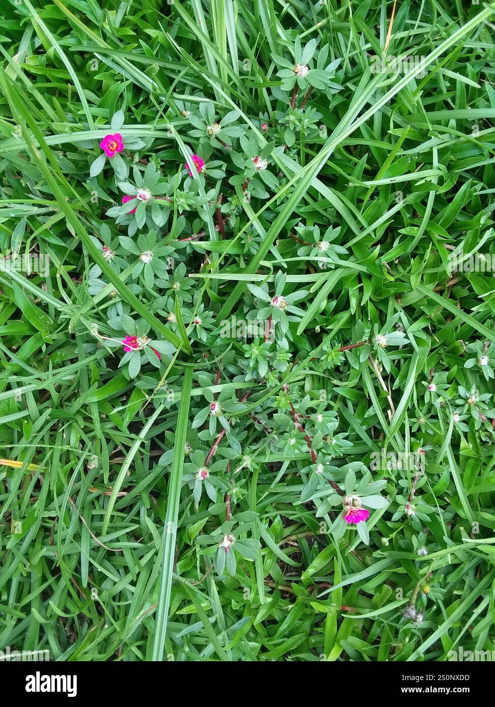 Paraguayan Purslane (Portulaca amilis Stock Photo - Alamy