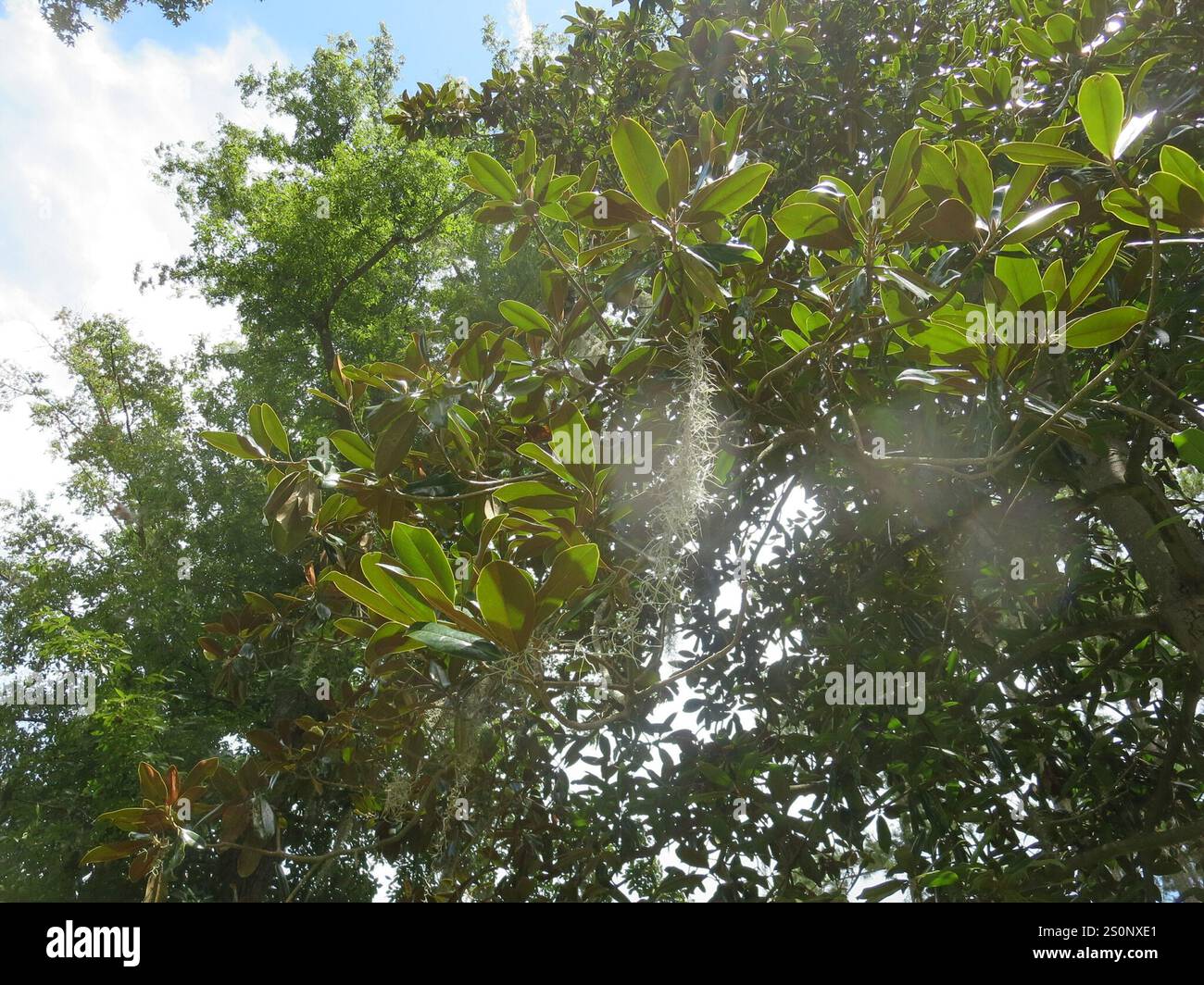 southern magnolia (Magnolia grandiflora Stock Photo - Alamy