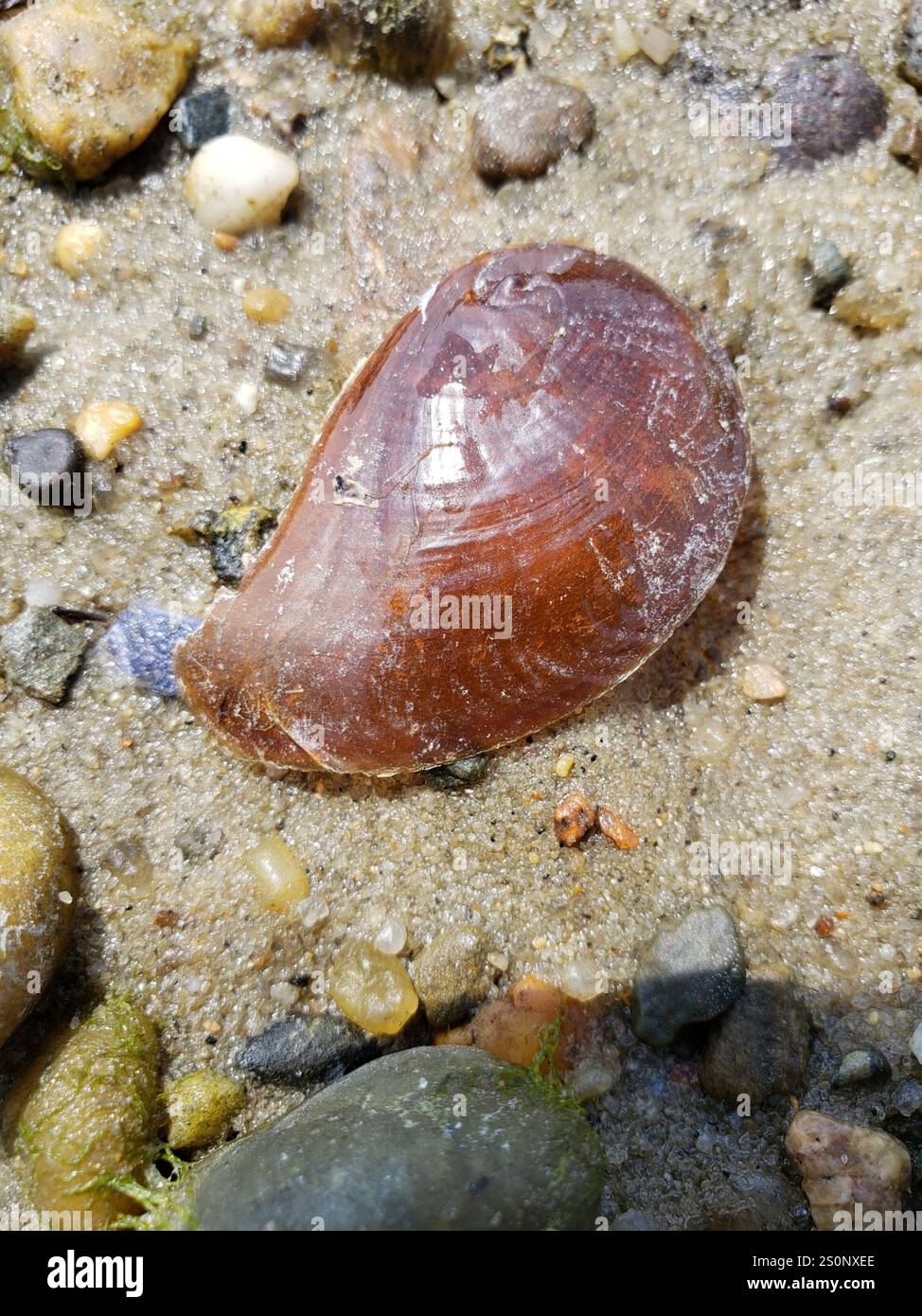 Moon Snails (Naticidae Stock Photo - Alamy