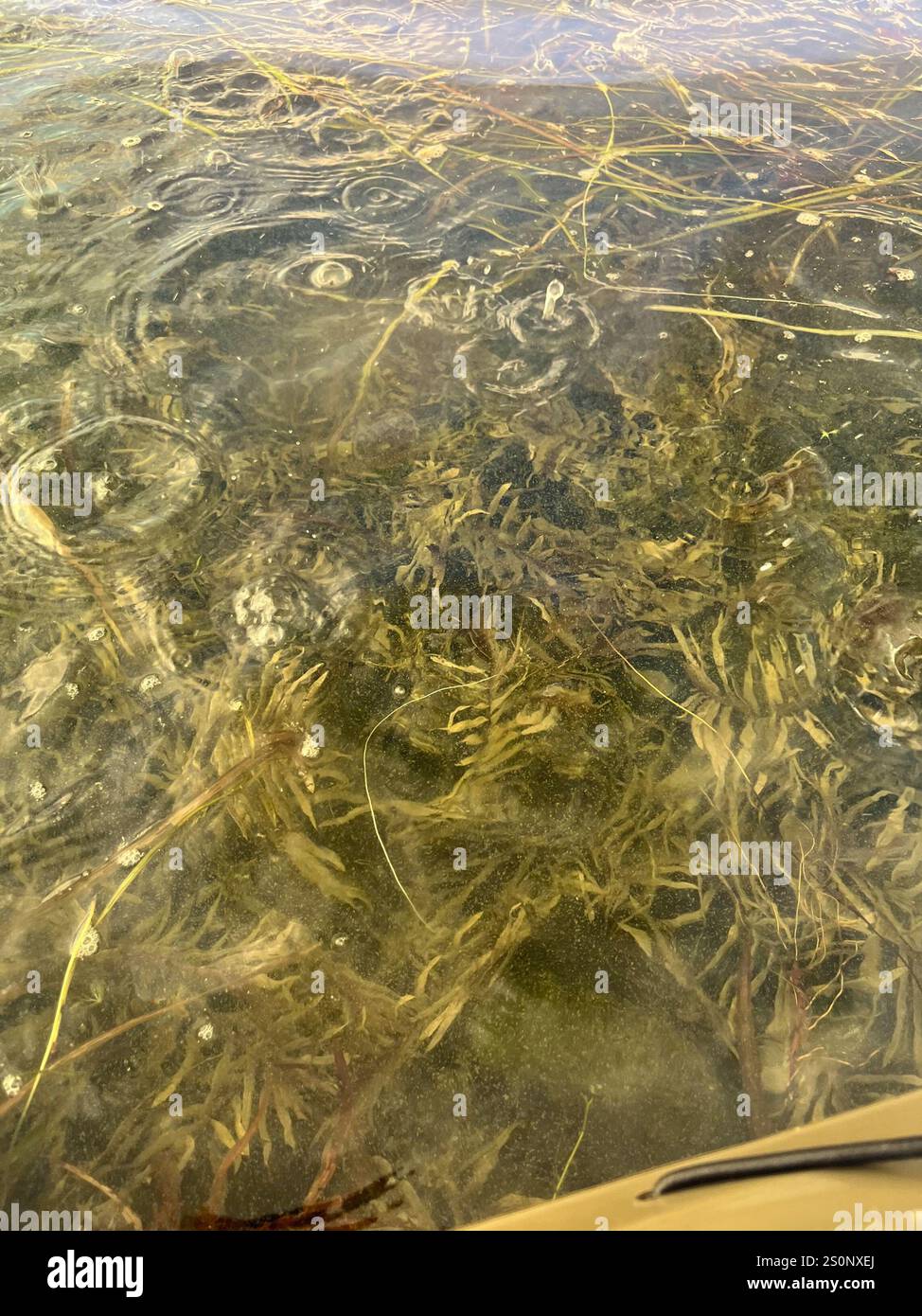 robbins' pondweed (Potamogeton robbinsii Stock Photo - Alamy