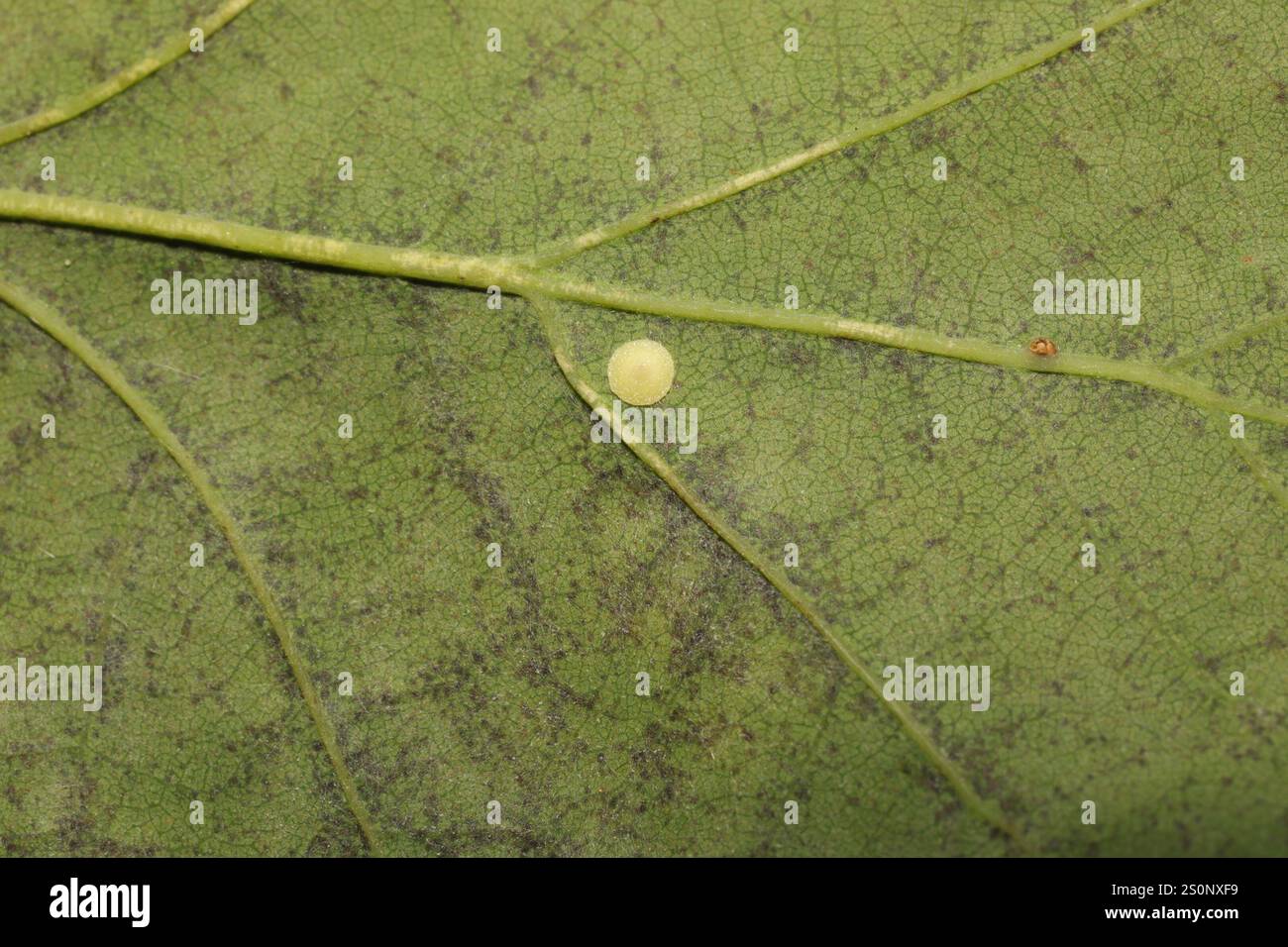 Smooth Spangle Gall Wasp (Neuroterus albipes Stock Photo - Alamy
