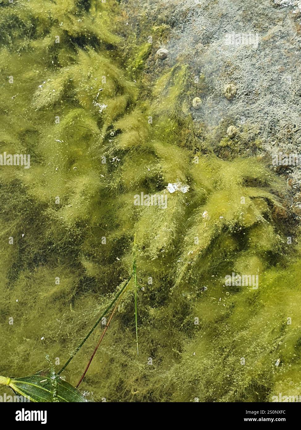 green algae (Chlorophyta Stock Photo - Alamy