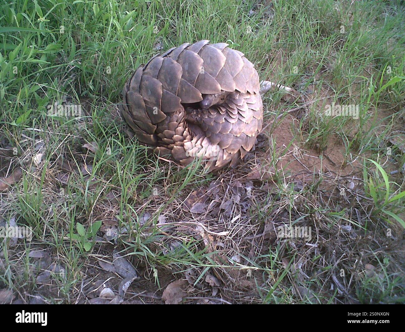 Temminck's Ground Pangolin (Smutsia temminckii Stock Photo - Alamy