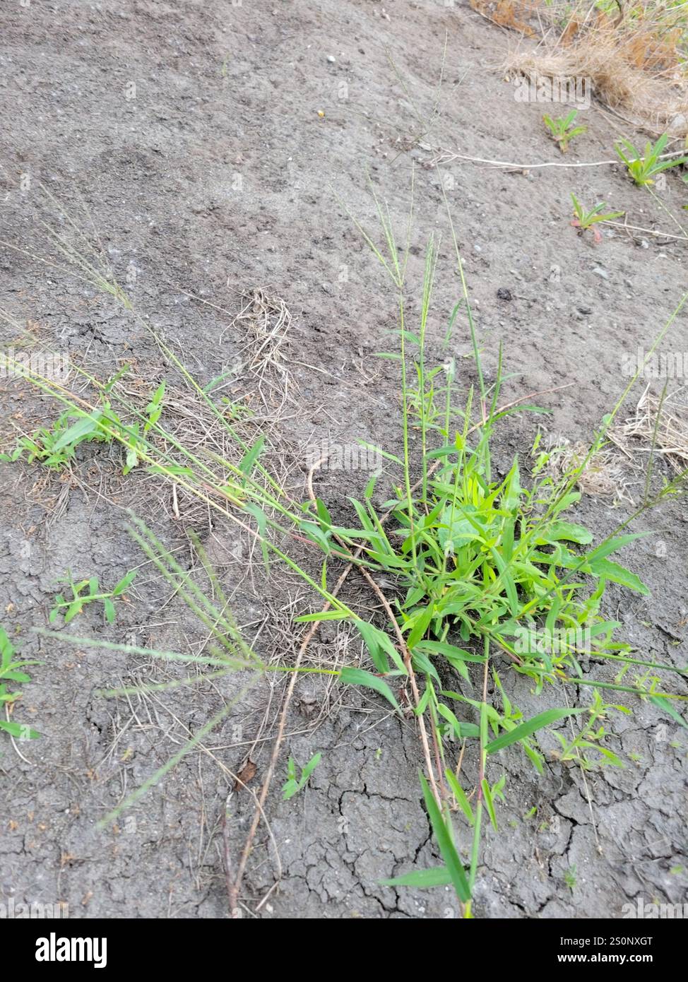 Hairy Crabgrass (Digitaria sanguinalis Stock Photo - Alamy