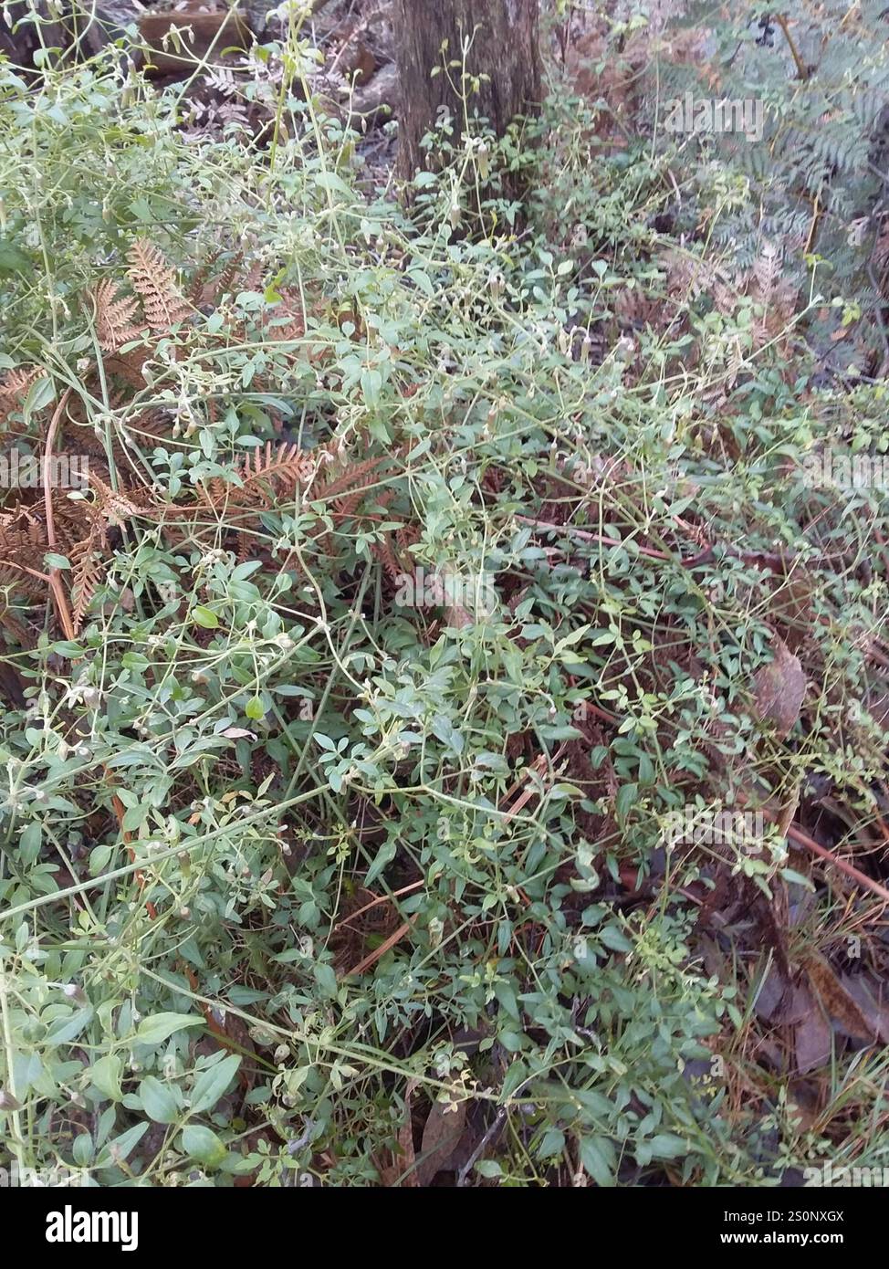 Small-leaved Clematis (Clematis microphylla Stock Photo - Alamy