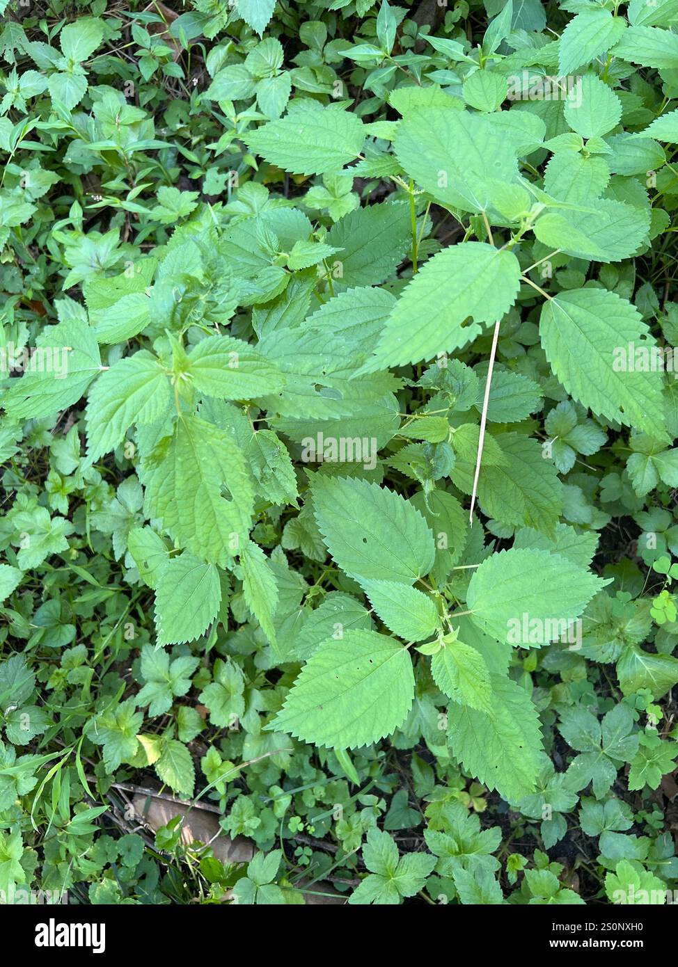 false nettle (Boehmeria cylindrica Stock Photo - Alamy
