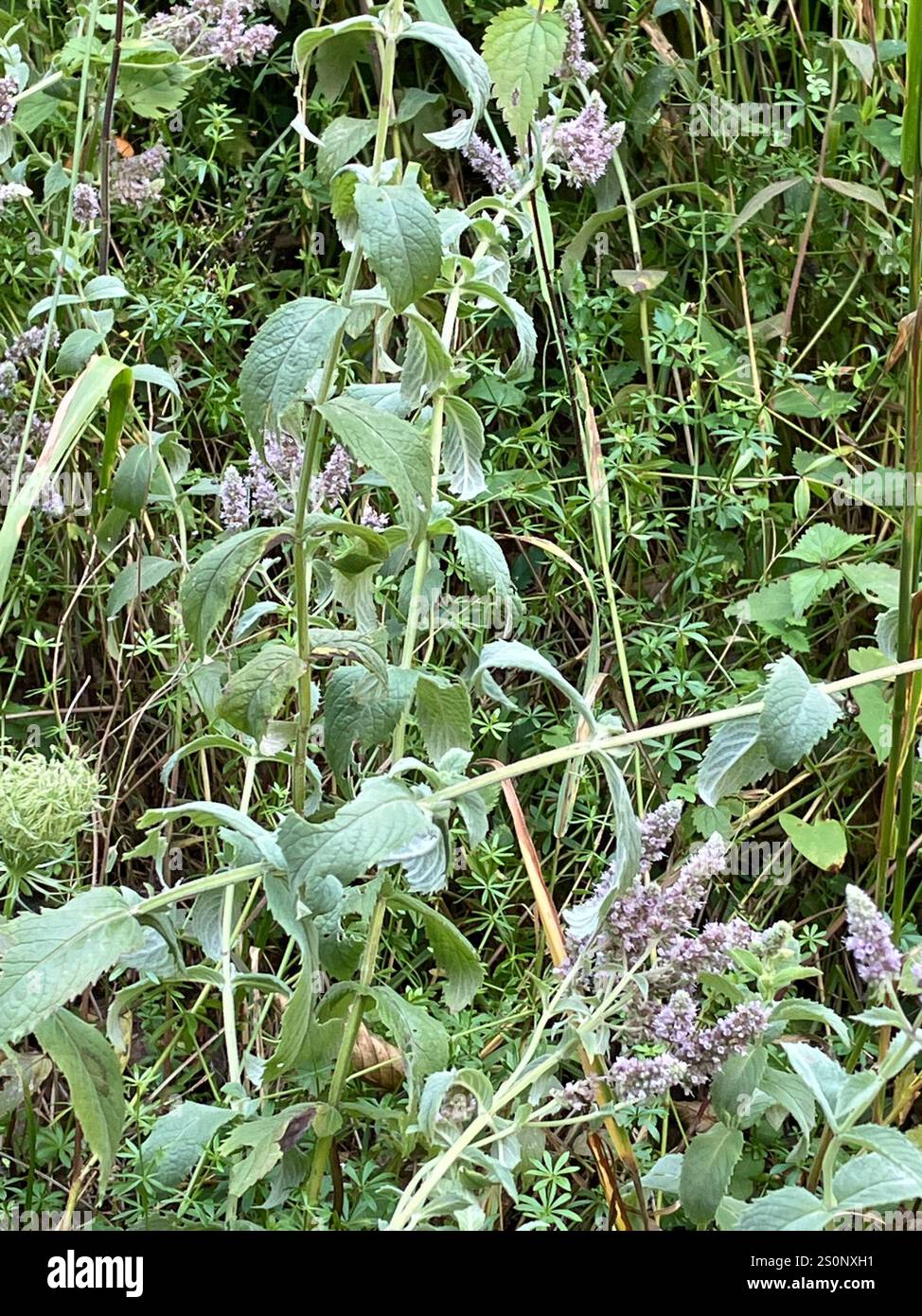 Horse Mint (Mentha longifolia Stock Photo - Alamy
