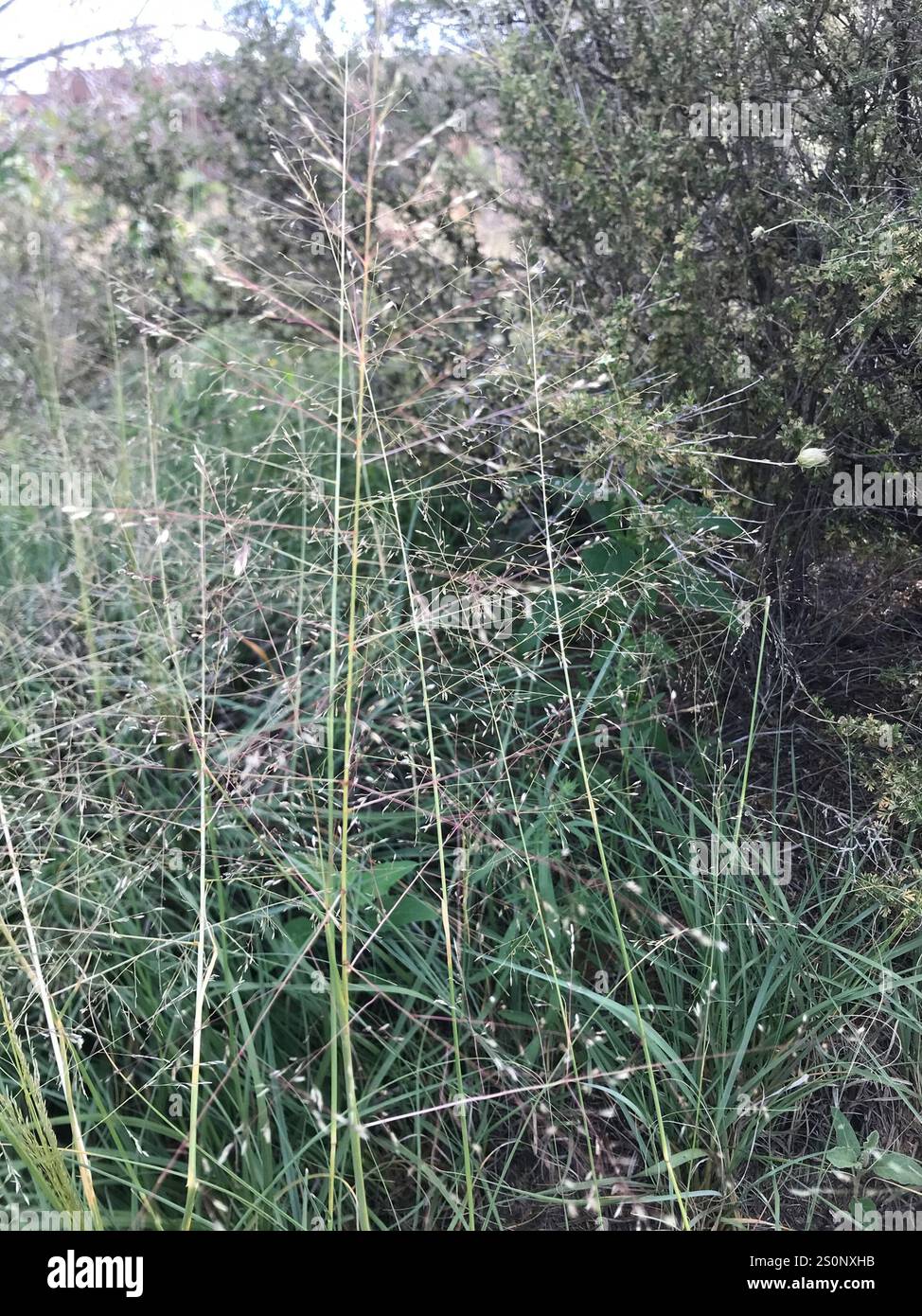 Alkali Sacaton (Sporobolus airoides Stock Photo - Alamy