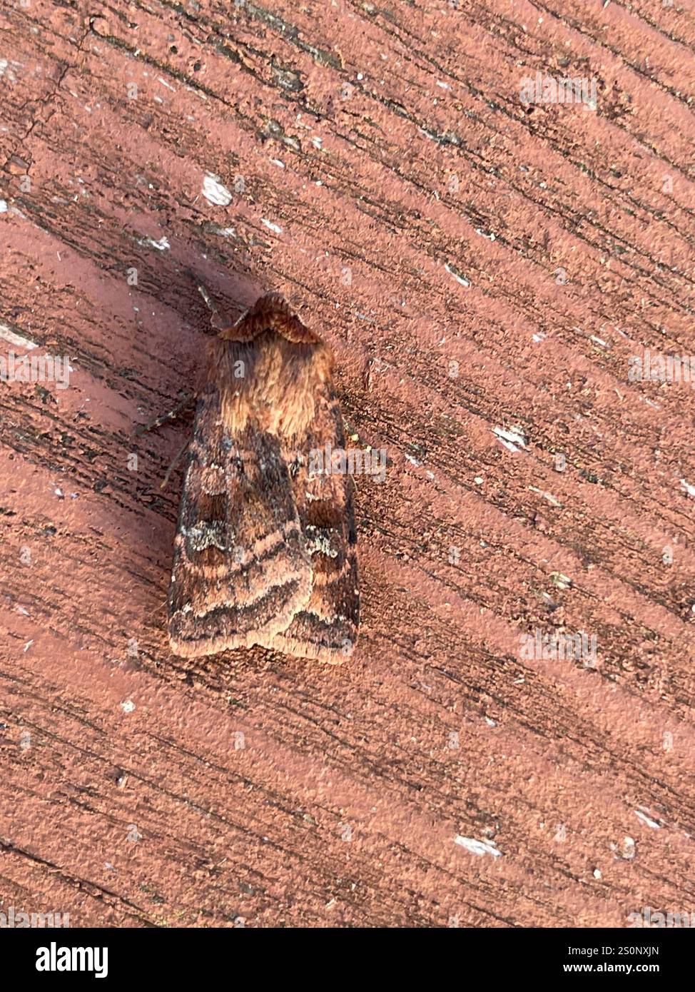 Small Square-spot (Diarsia rubi Stock Photo - Alamy