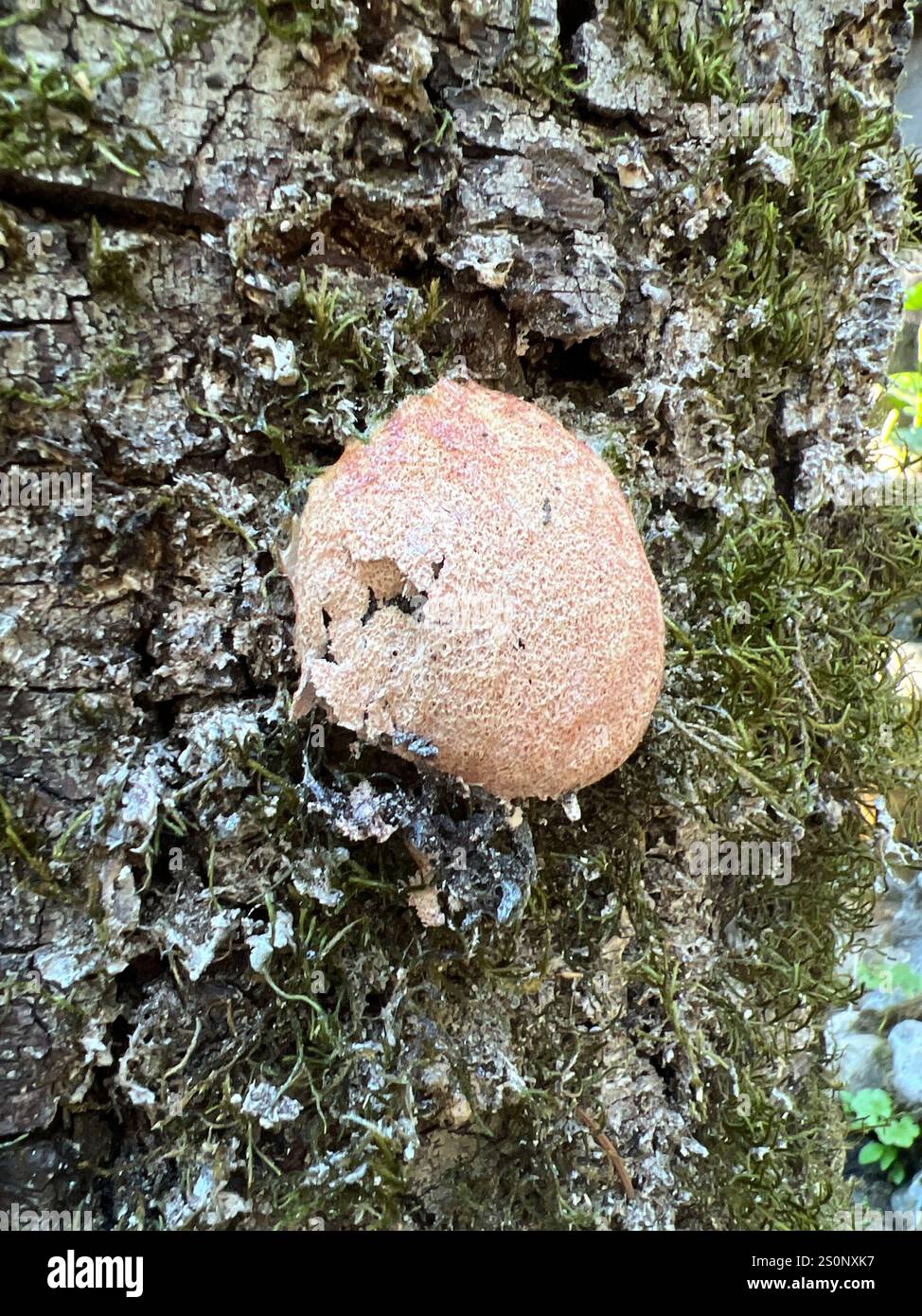 False Puffball (Reticularia lycoperdon Stock Photo - Alamy