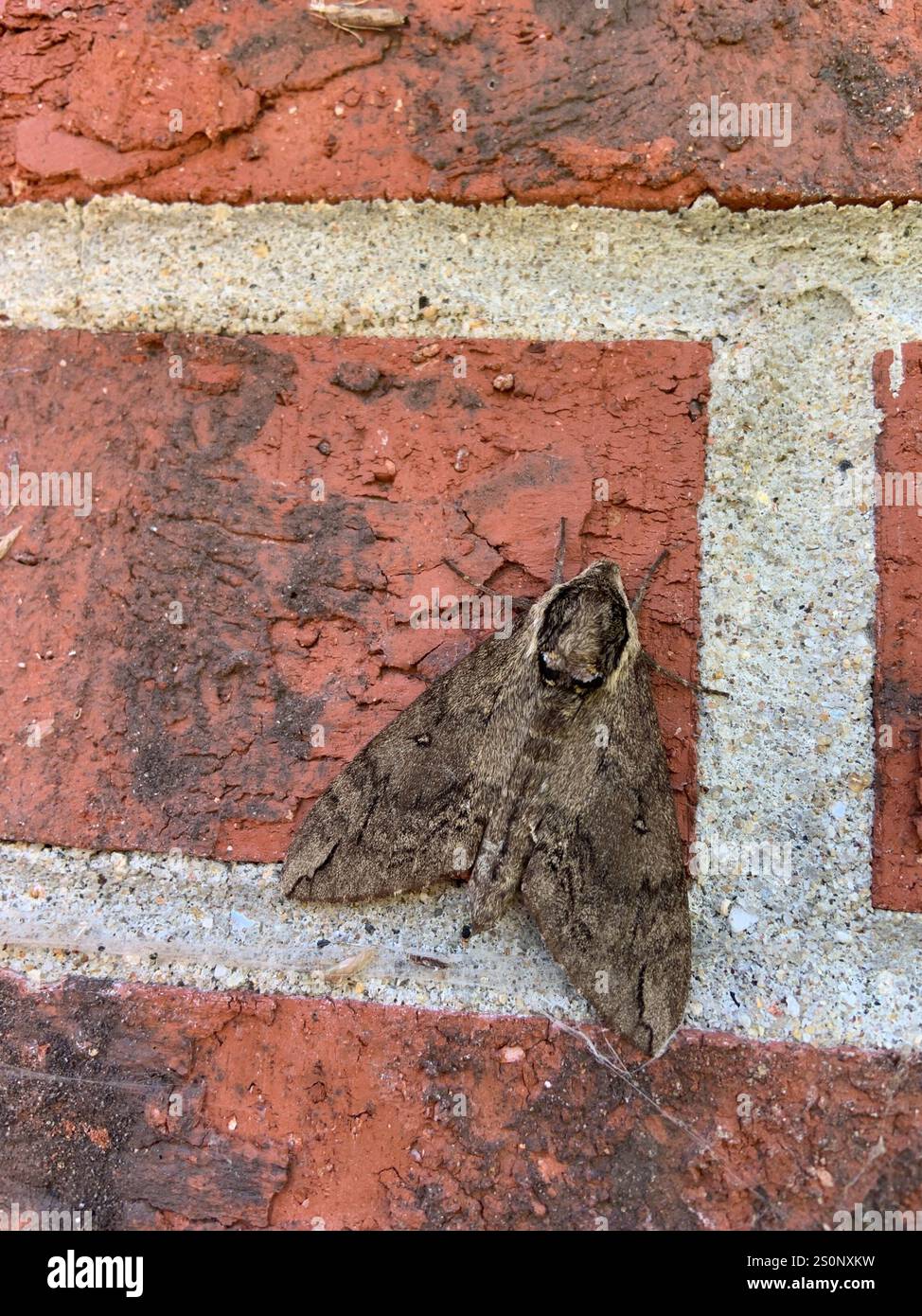 Catalpa Sphinx (Ceratomia catalpae Stock Photo - Alamy
