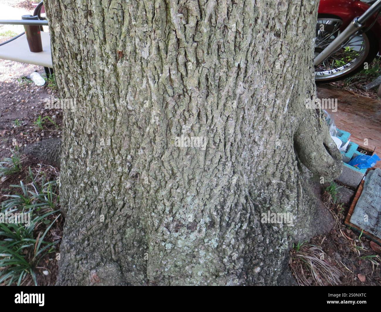 pignut hickory (Carya glabra Stock Photo - Alamy