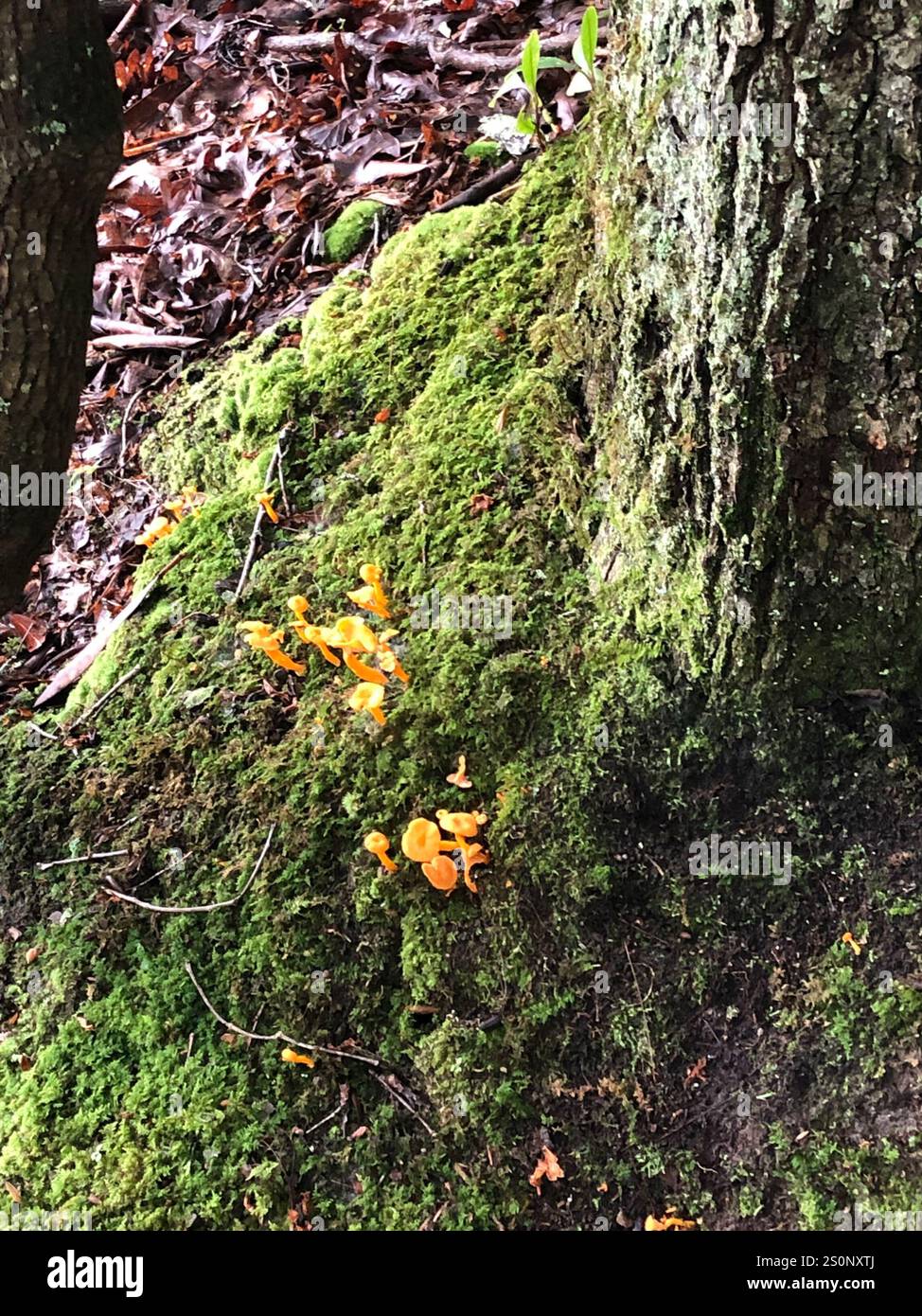 flame trumpet (Craterellus ignicolor Stock Photo - Alamy