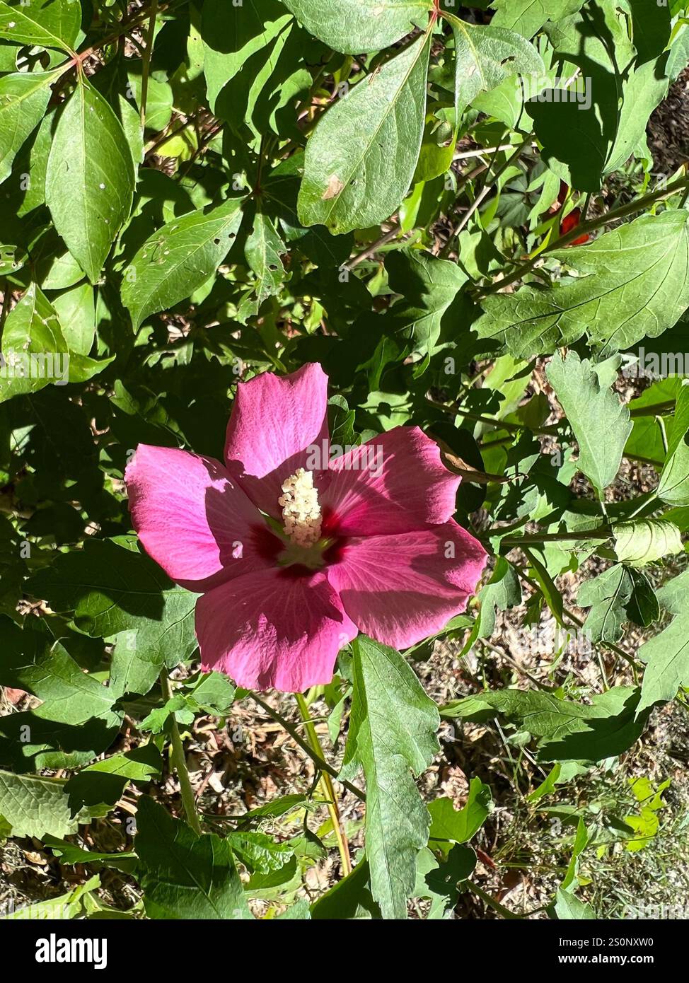 common hibiscus (Hibiscus syriacus Stock Photo - Alamy