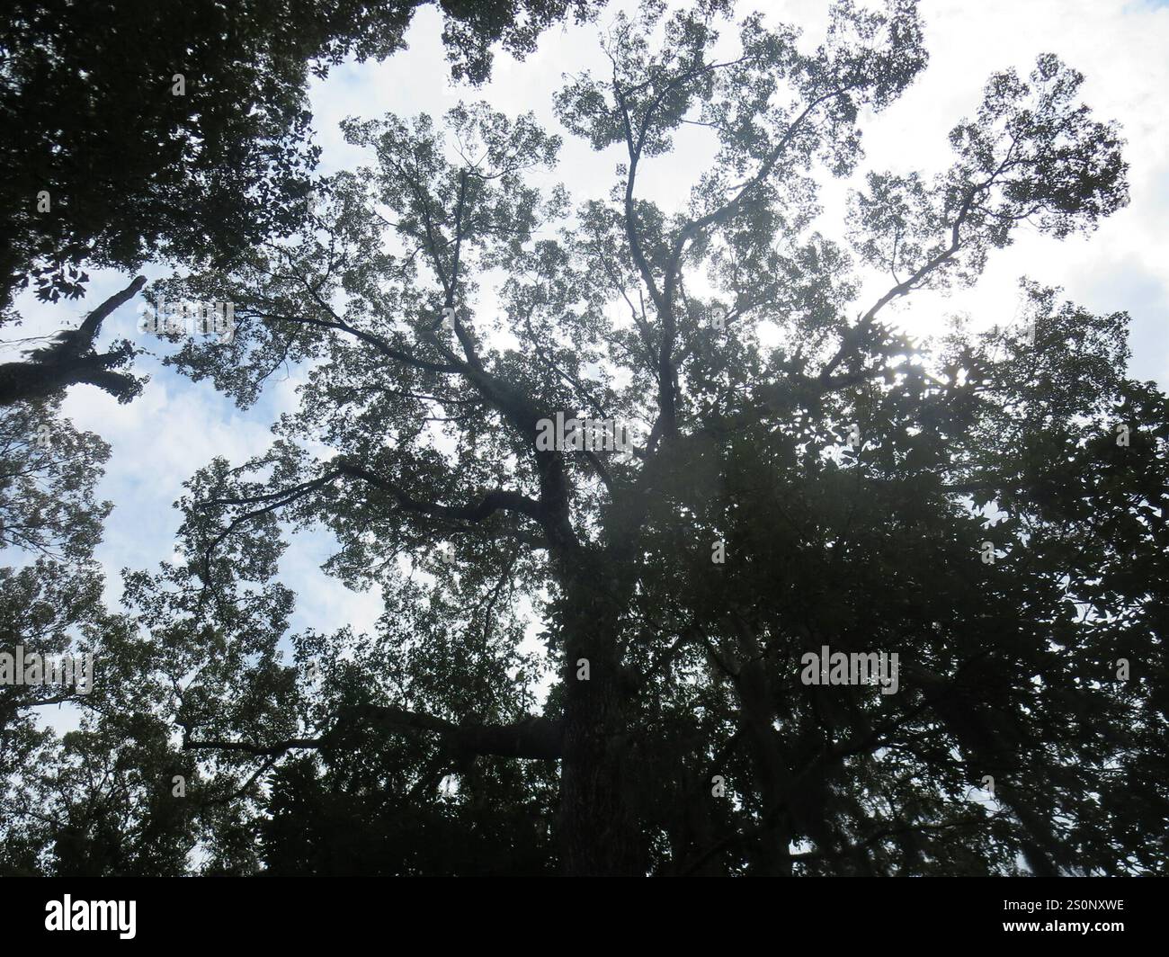 southern red oak (Quercus falcata Stock Photo - Alamy