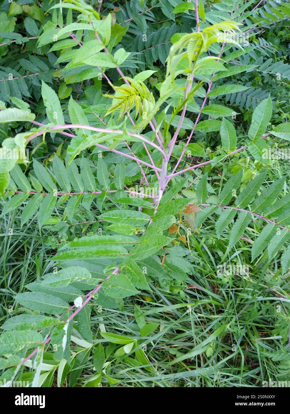 smooth sumac (Rhus glabra Stock Photo - Alamy