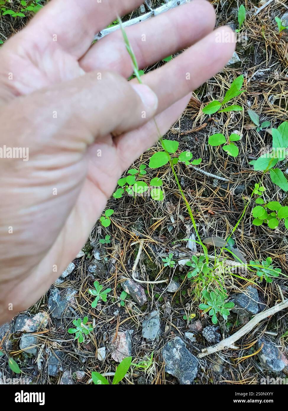 Poverty oatgrass (Danthonia spicata Stock Photo - Alamy