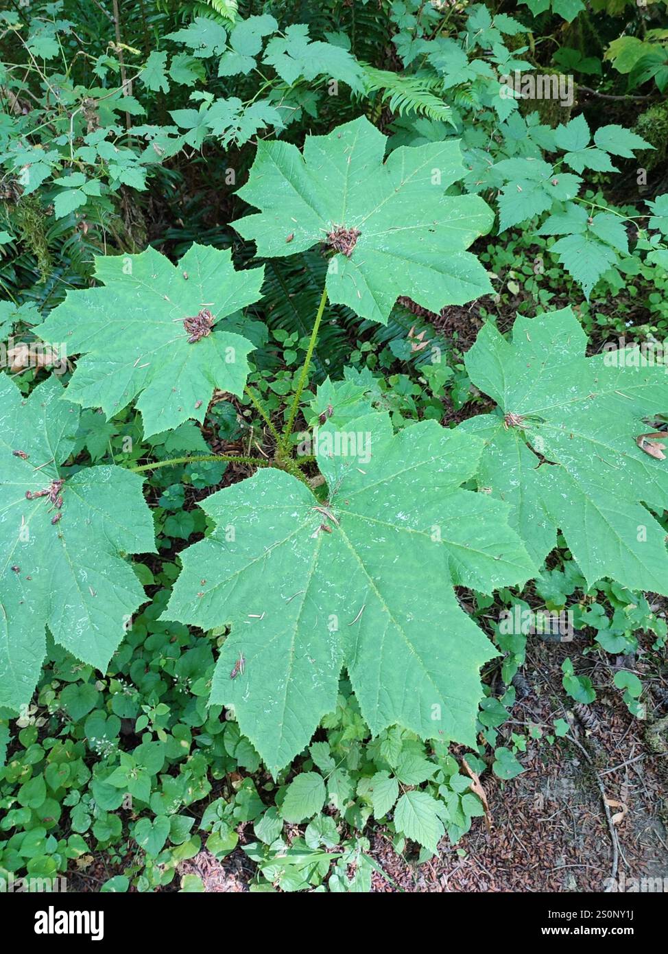 Devil's Club (Oplopanax horridus Stock Photo - Alamy