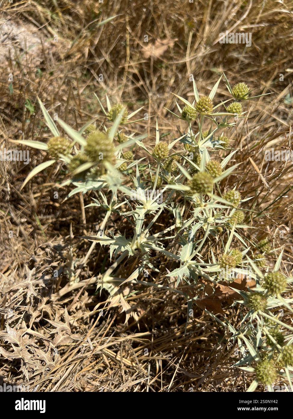 Field Eryngo (Eryngium campestre Stock Photo - Alamy