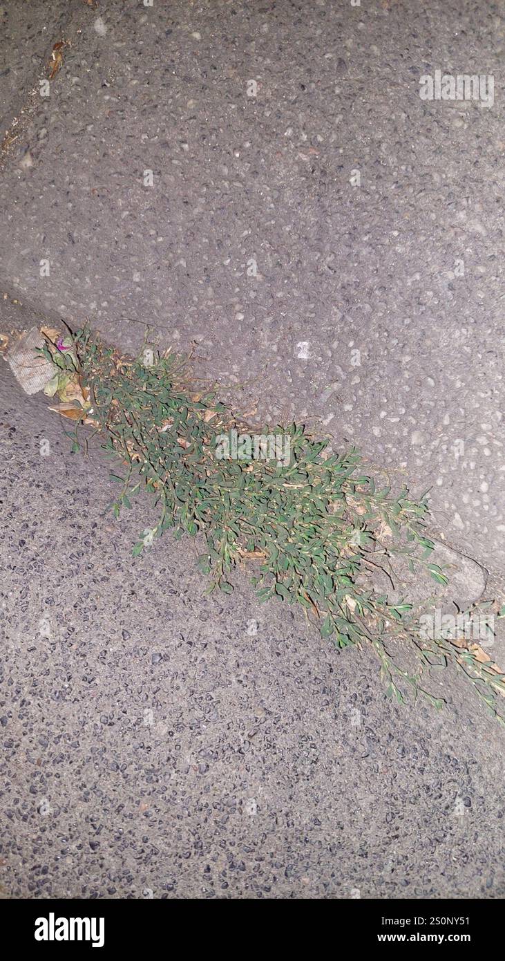 Common Knotgrass Complex (Polygonum aviculare Stock Photo - Alamy