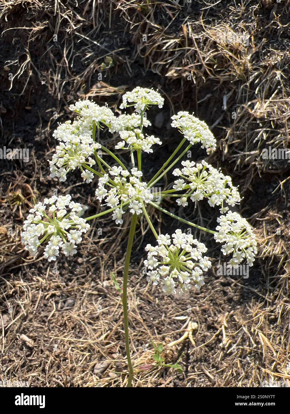 Mountain Parsley (Peucedanum oreoselinum Stock Photo - Alamy
