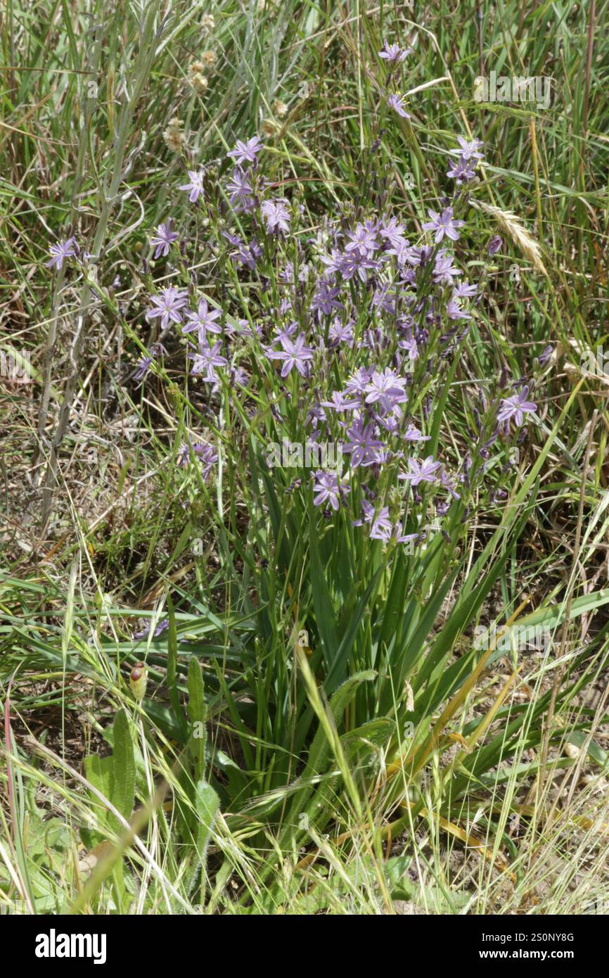 blue grass lily (Caesia calliantha Stock Photo - Alamy