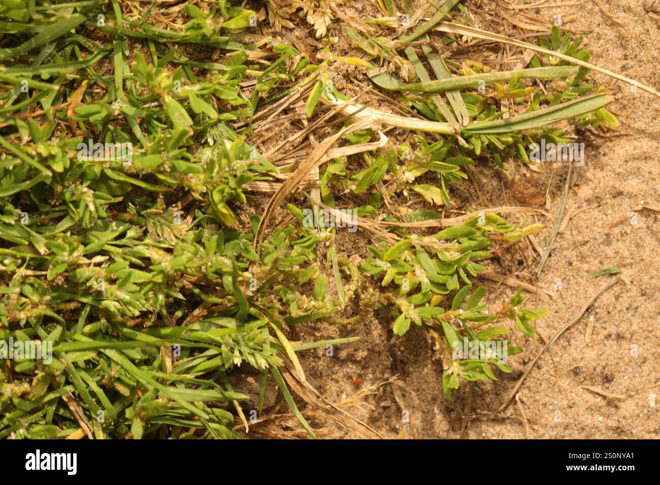 Oval Leaf Knotweed (Polygonum arenastrum Stock Photo - Alamy