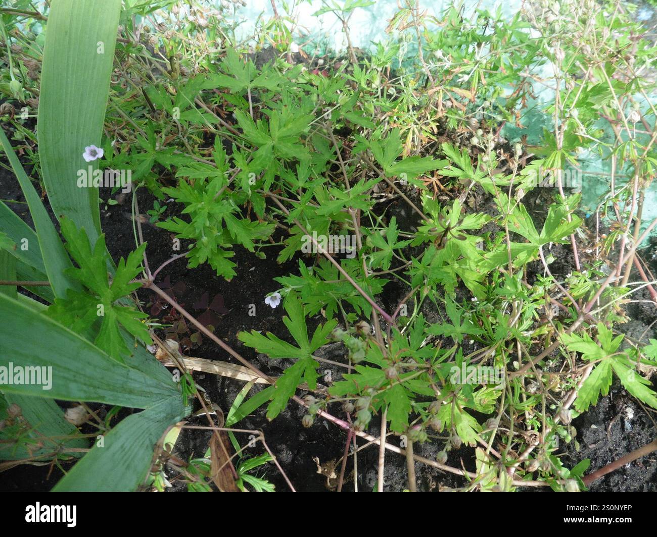 Siberian Crane's-bill (Geranium sibiricum Stock Photo - Alamy
