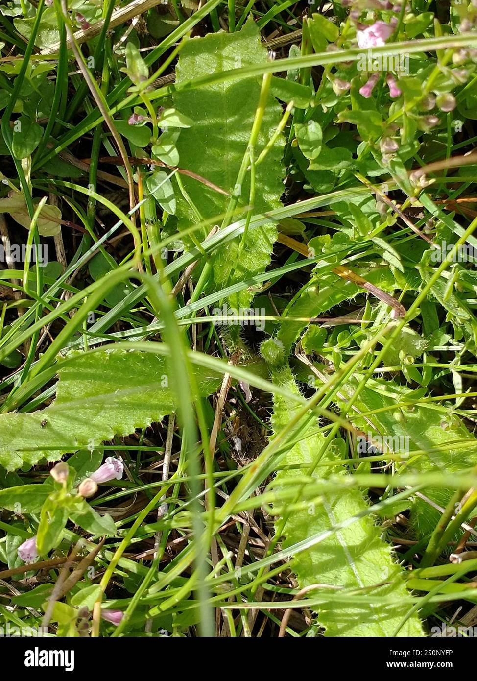 Meadow Thistle (Cirsium dissectum Stock Photo - Alamy