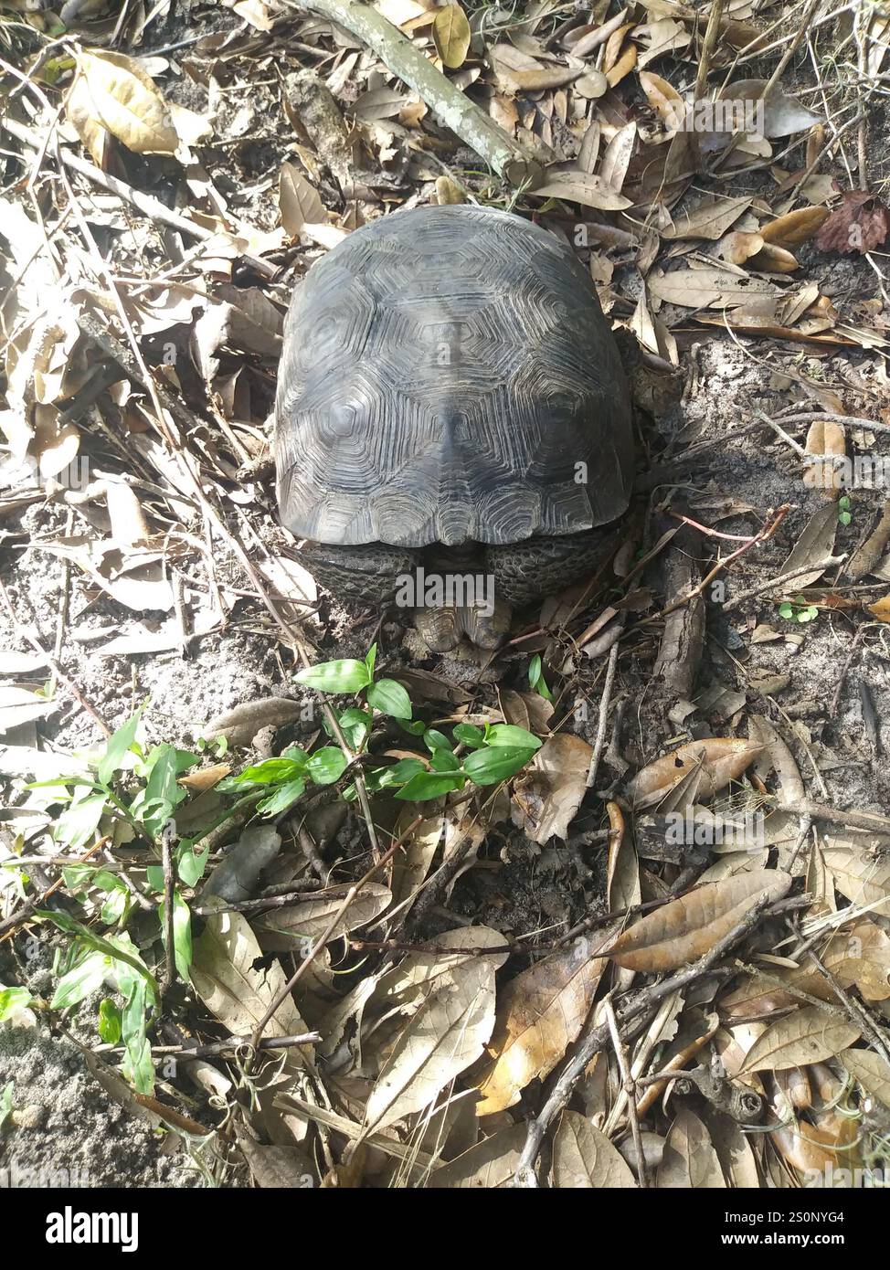 Gopher Tortoise (Gopherus polyphemus Stock Photo - Alamy