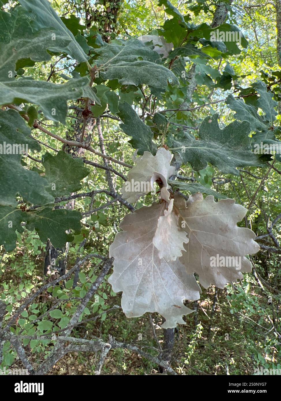 downy oak (Quercus pubescens Stock Photo - Alamy