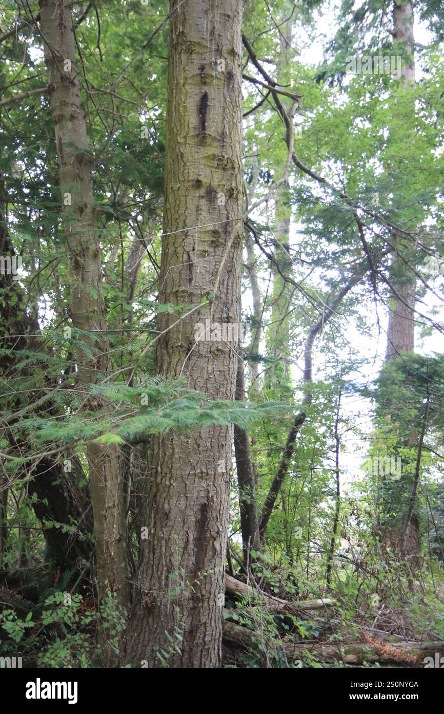 grand fir (Abies grandis Stock Photo - Alamy