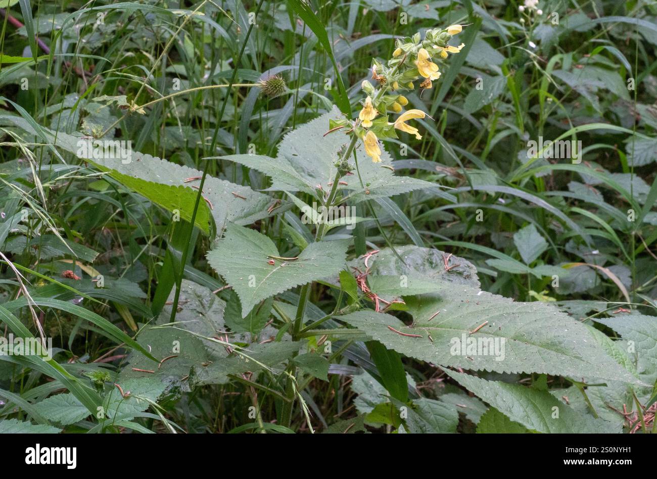 Sticky Sage (Salvia glutinosa Stock Photo - Alamy