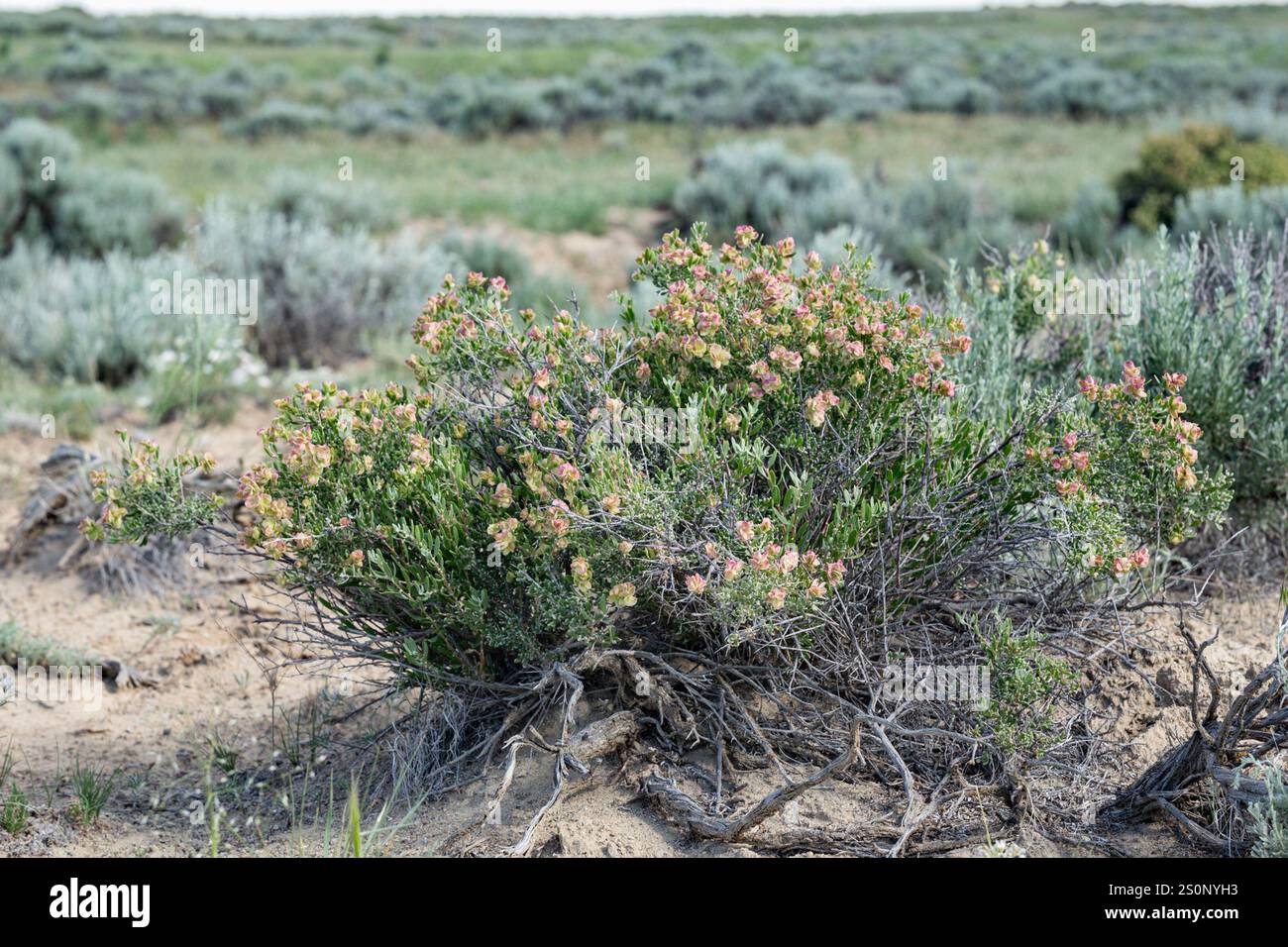 Hopsage (Grayia spinosa Stock Photo - Alamy