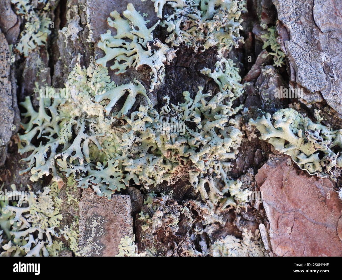 Powder-headed Tube Lichen (Hypogymnia tubulosa Stock Photo - Alamy