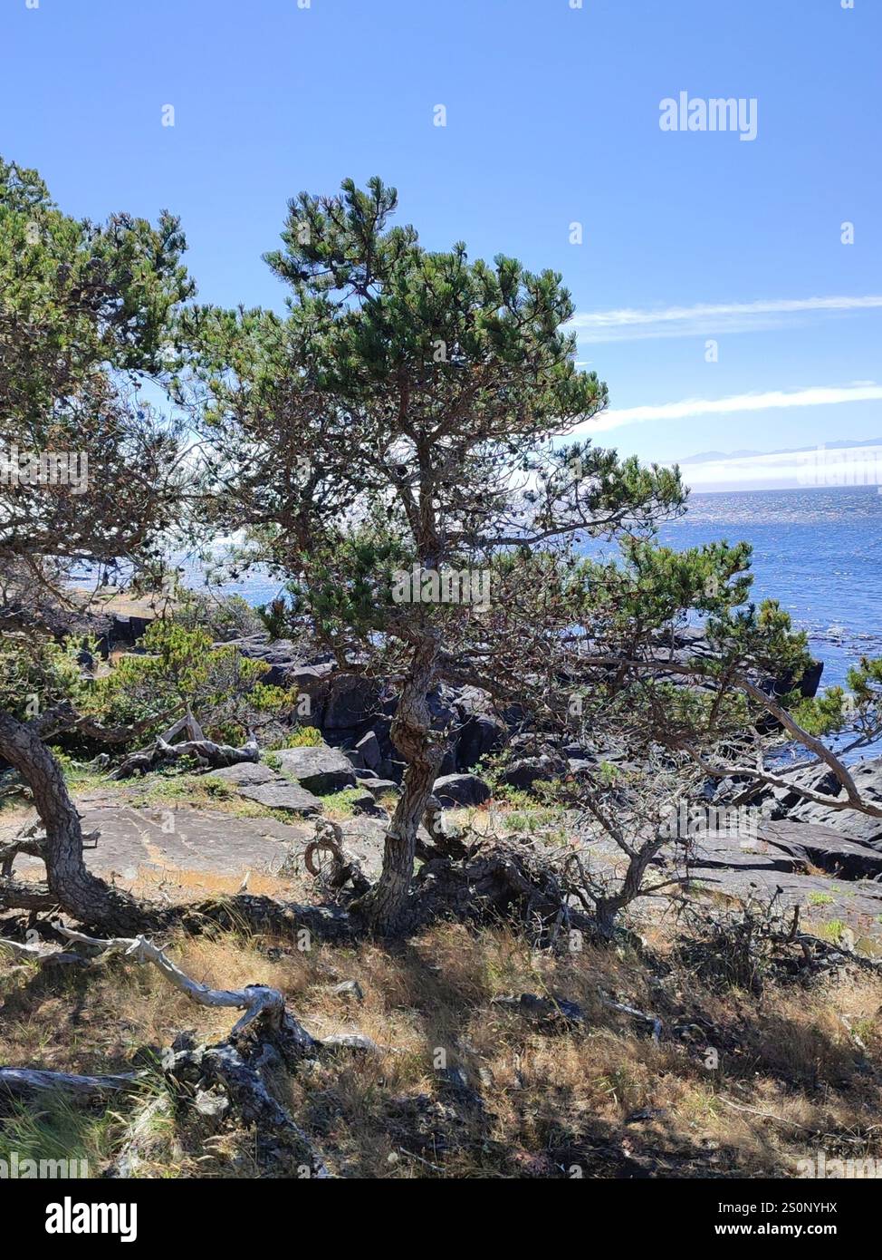 Shore Pine (Pinus contorta contorta Stock Photo - Alamy