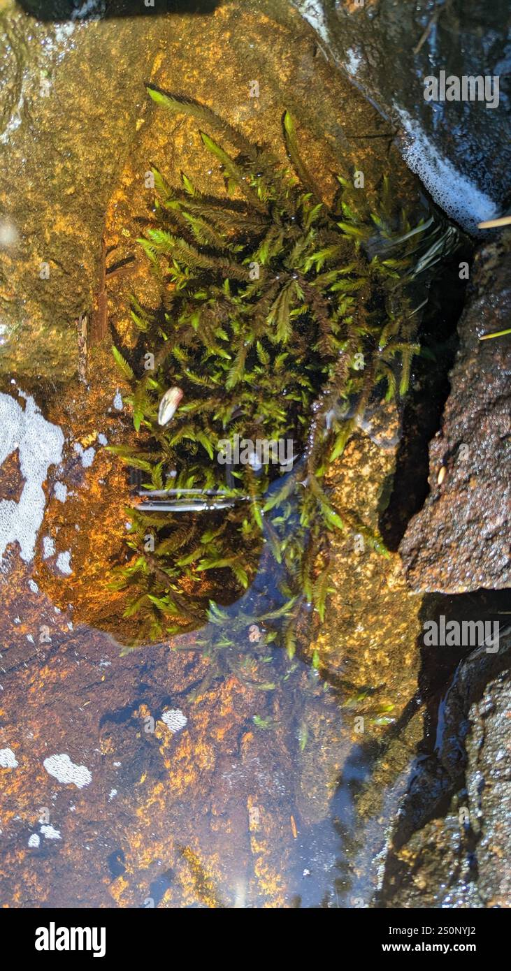 Fontinalis antipyretica willow moss hi-res stock photography and images ...