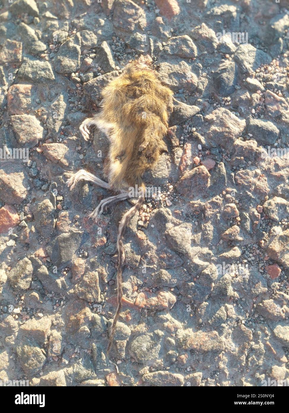 Zapodidae hi-res stock photography and images - Alamy