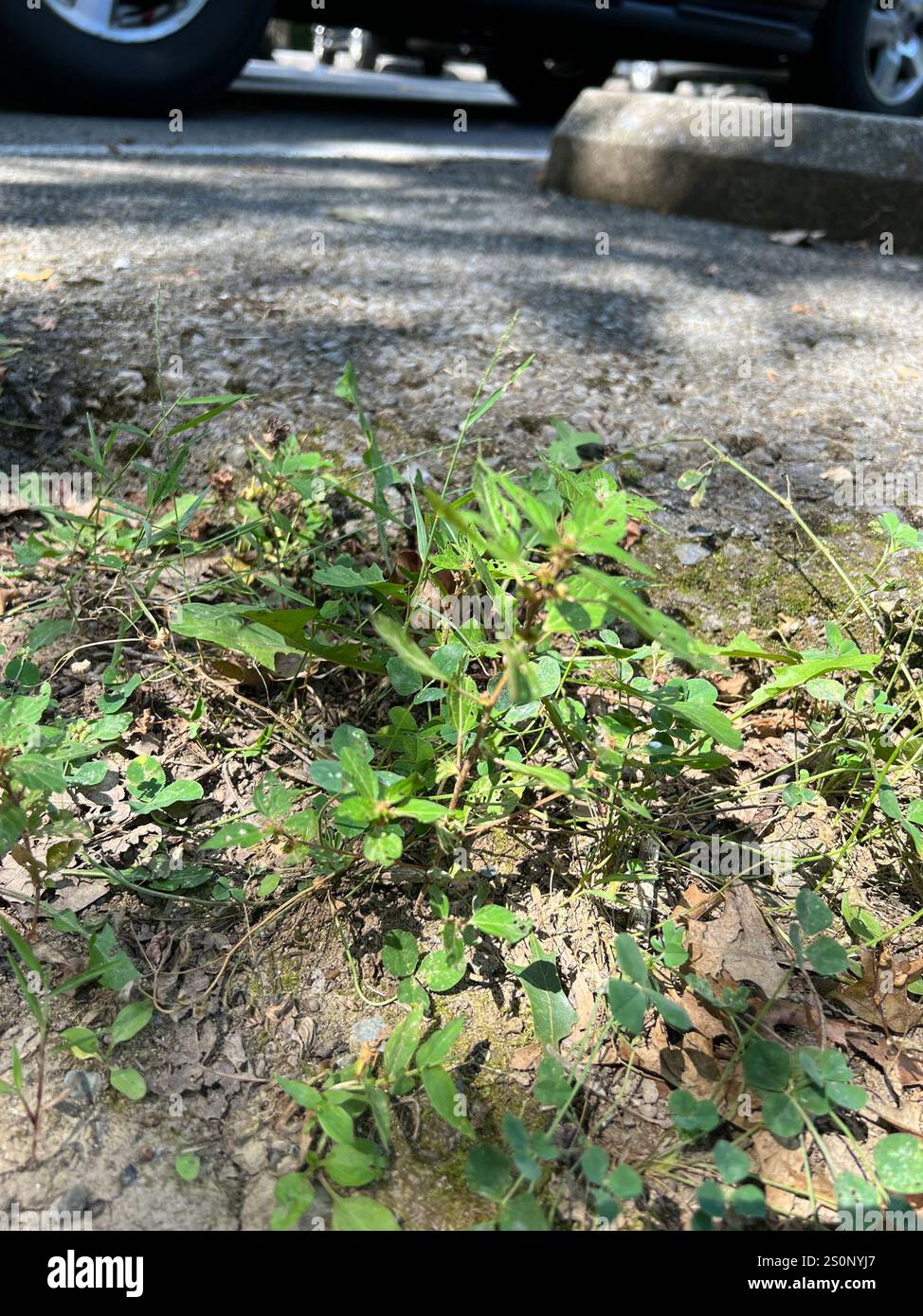 three-seeded mercuries (Acalypha Stock Photo - Alamy