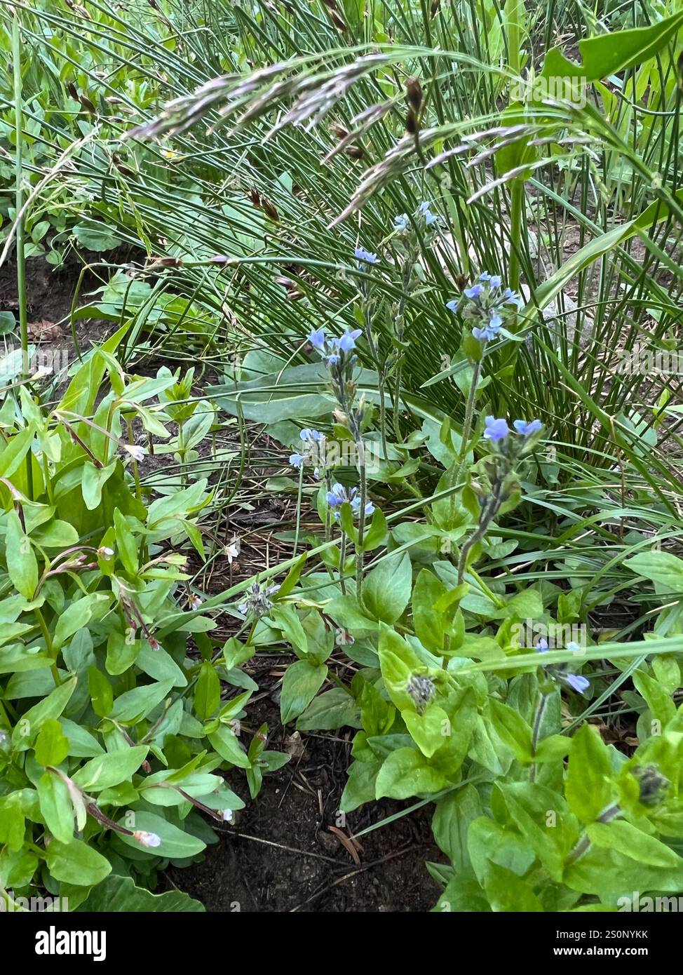 American alpine speedwell (Veronica wormskjoldii Stock Photo - Alamy