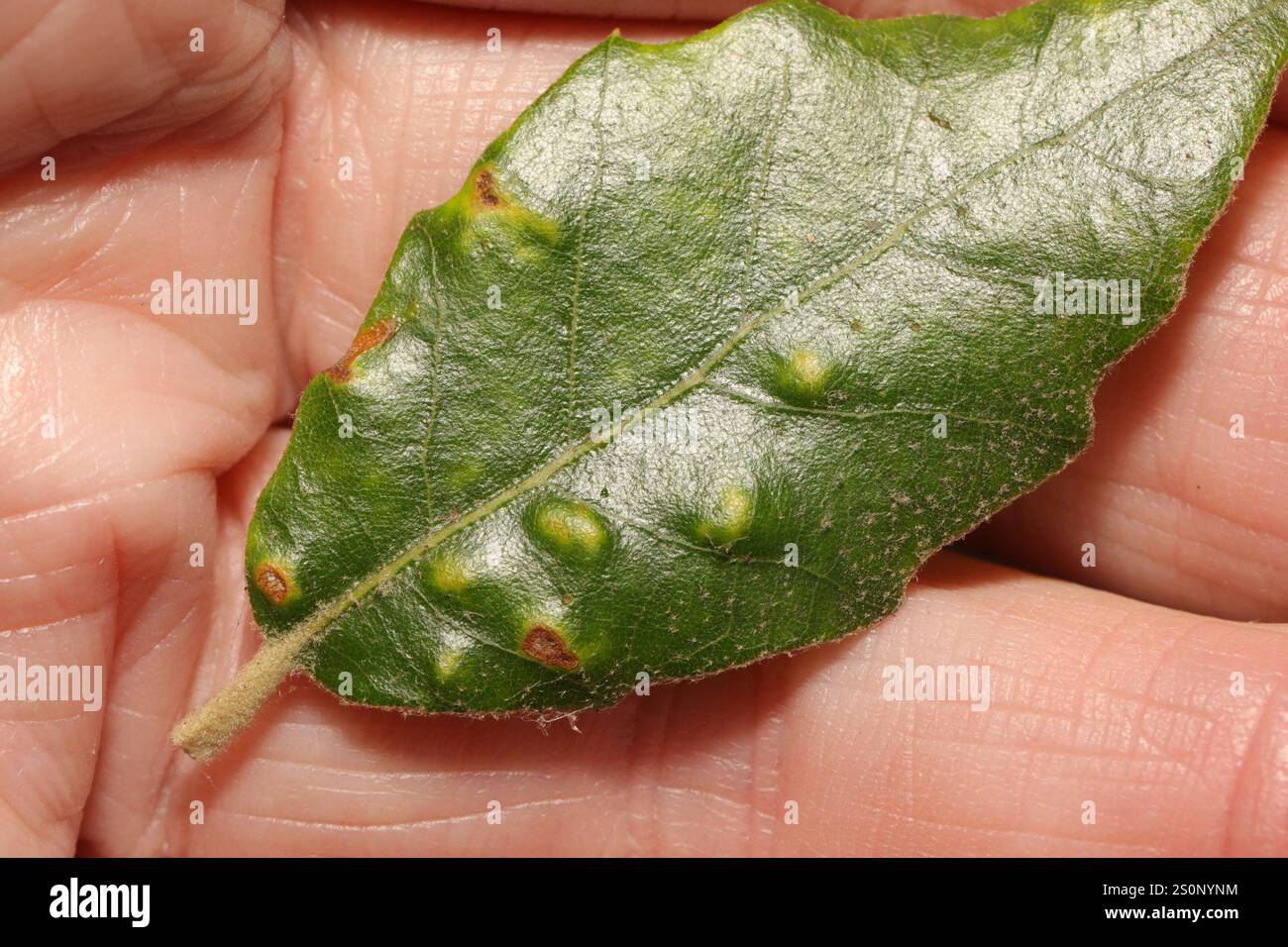 Holm Oak Felt Gall Mite (Aceria ilicis Stock Photo - Alamy